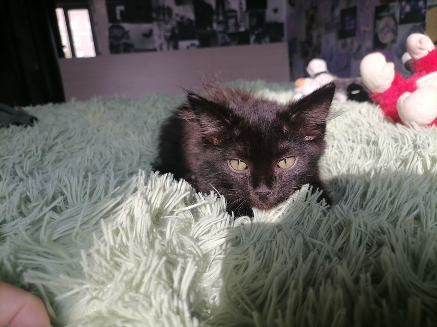 Новый дом котёнку