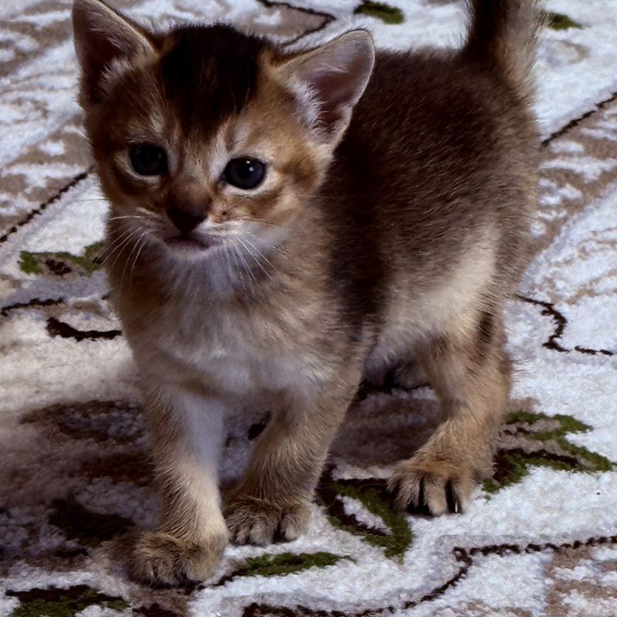 Абиссинский котёнок