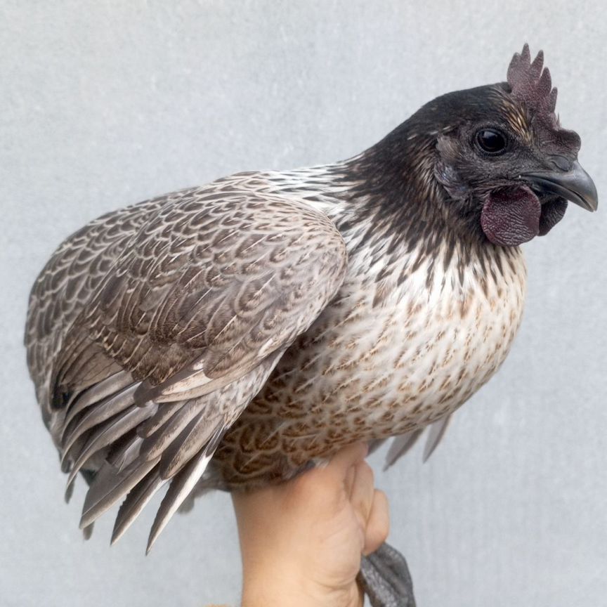 Инкубационное яйцо лакеданзи