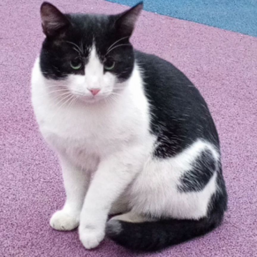 Котик