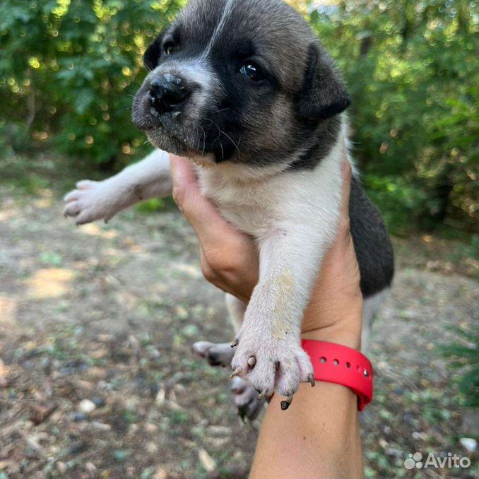 Щенок помесь австралийский овчарки и бордюр колли