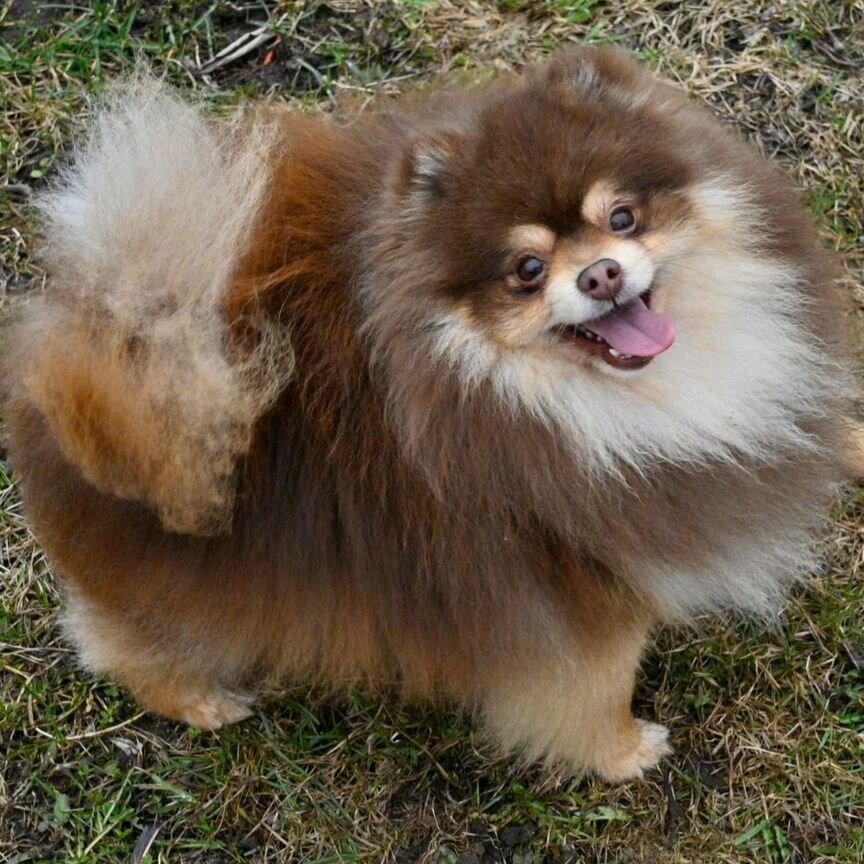 Померанский шпиц, вязка