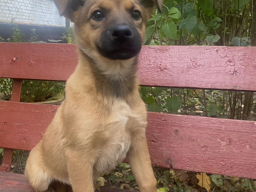 Майя ищет дом