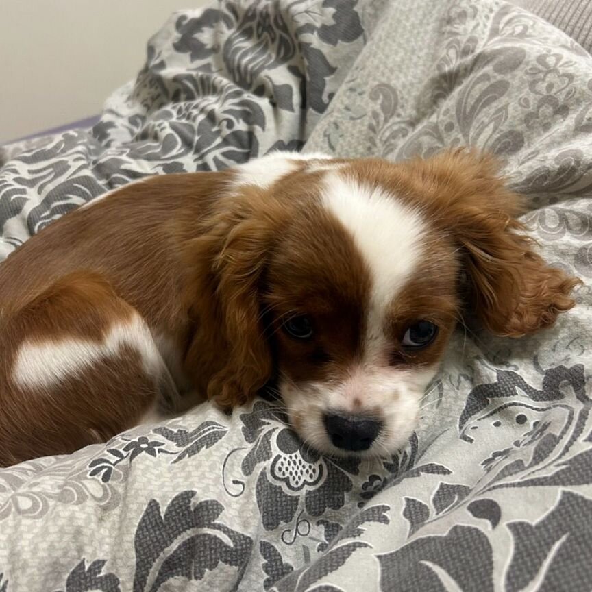 Кавалер кинг-чарльз-спаниель, щенок