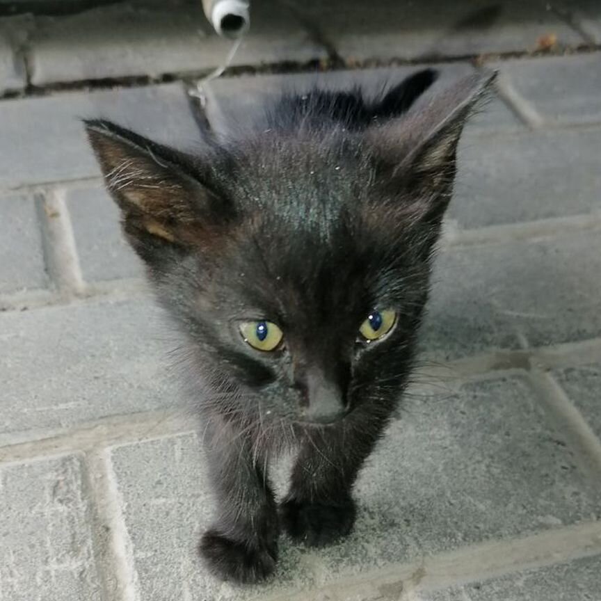 Отдам котенка в добрые руки