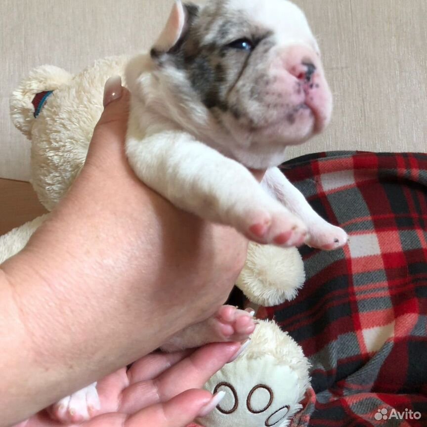 Франзуский бульдог