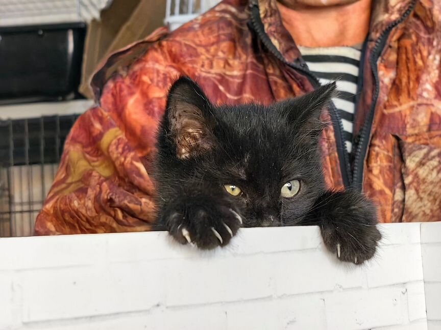 Чёрный котёнок Чип