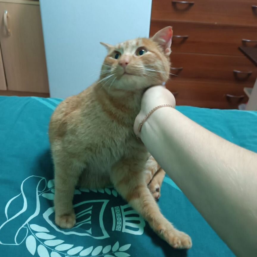 Нужен дом или передержка