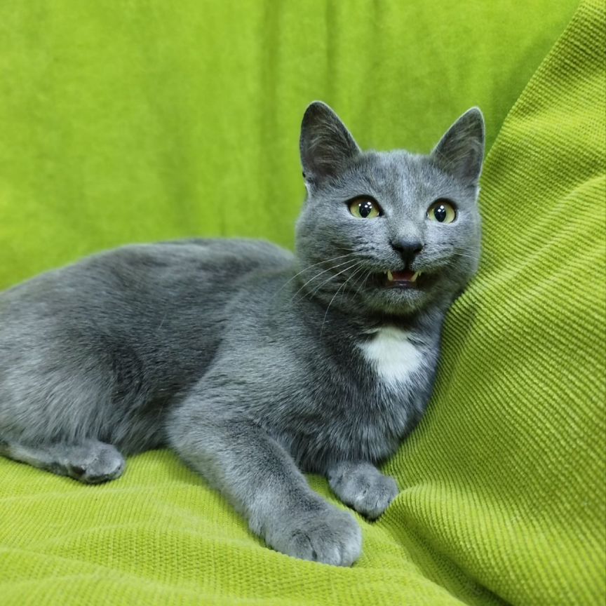 В добрые руки