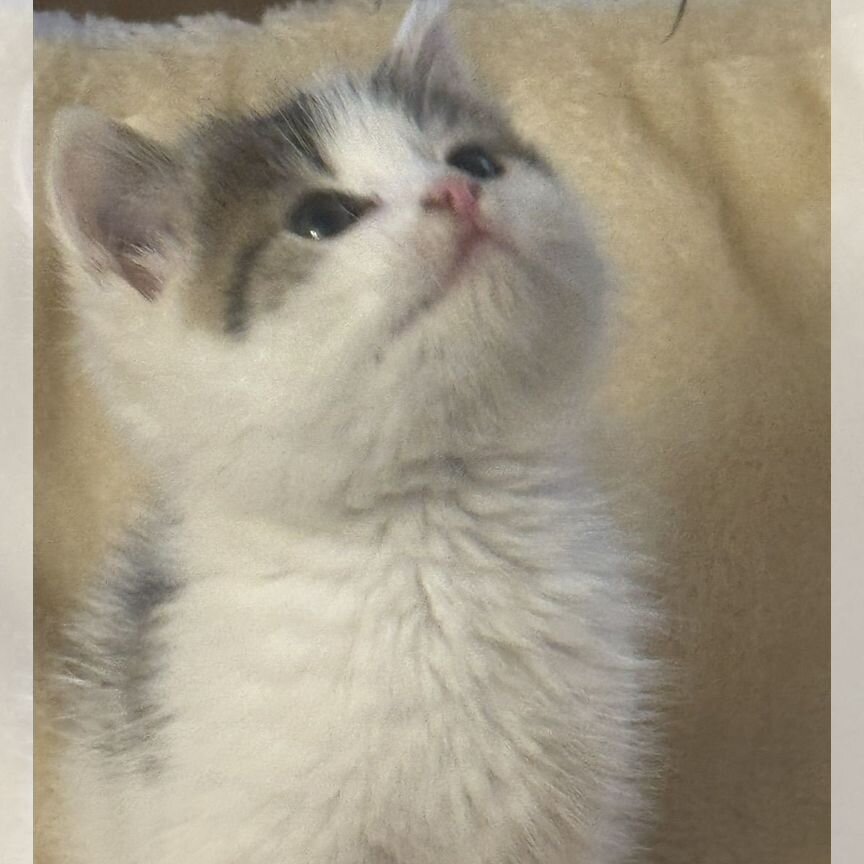 Котёнок в добрые руки