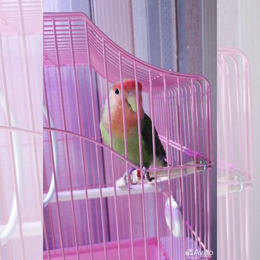 Попугай Неразлучник