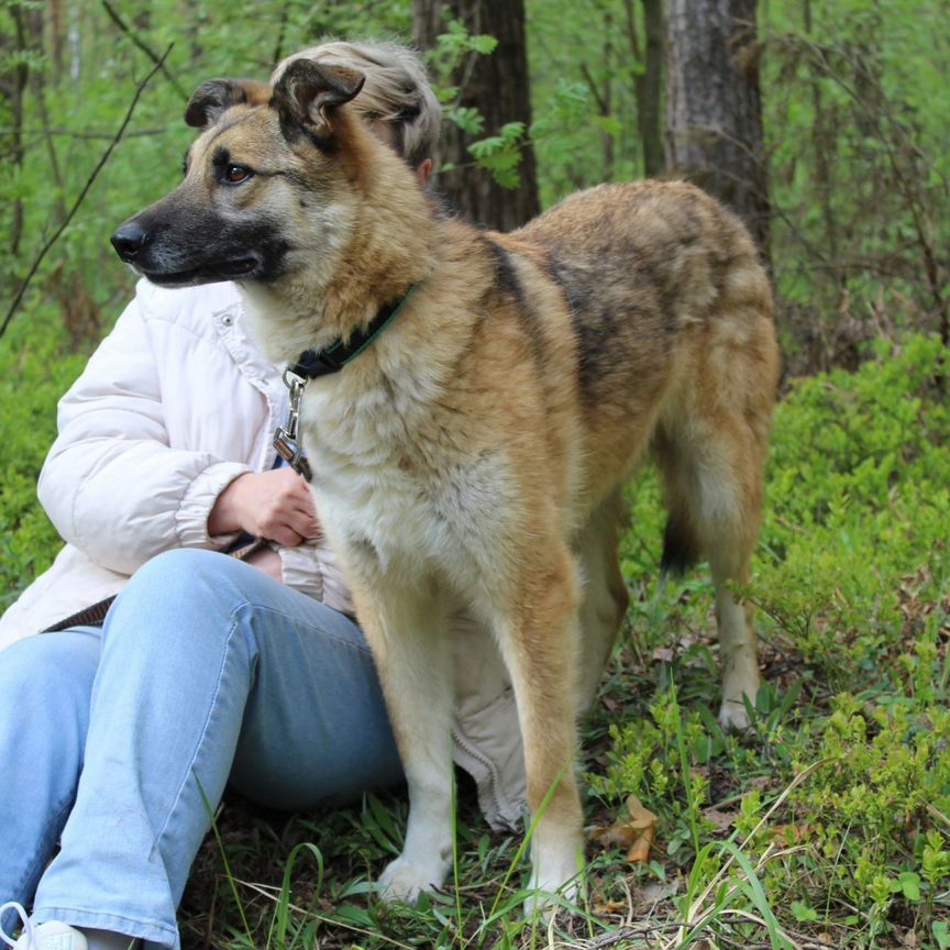 Метис лайки Харви ждет своих хозяев