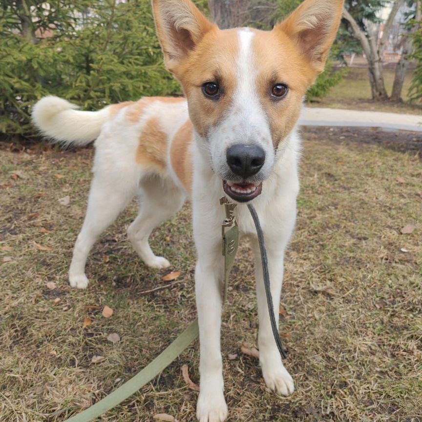 Милый пёсик ищет дом