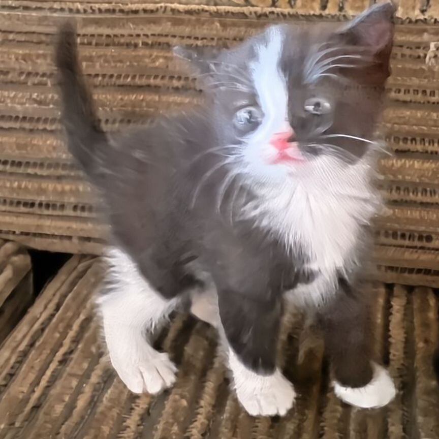 Котёнок в добрые руки