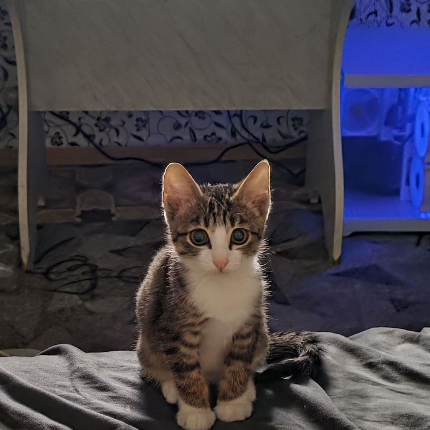 Котёнок в добрые руки