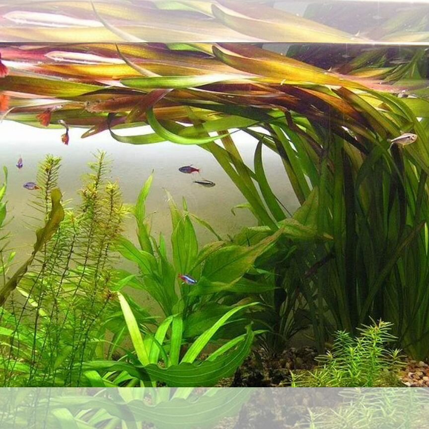 Валлиснерия гигантская