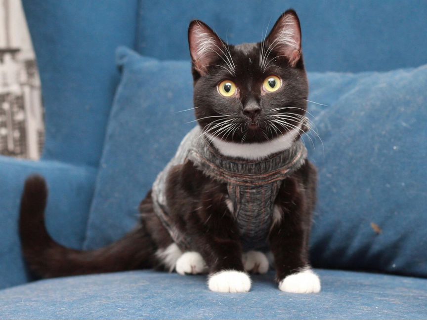 Котёнок Ласкуша, 6 мес