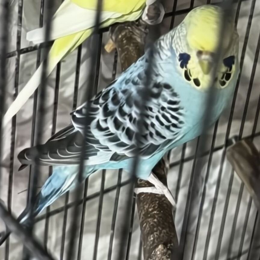 Попугай получех