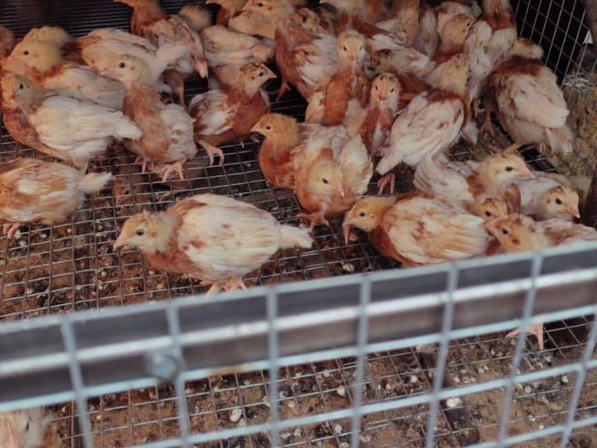 Цыплята петушки Ломан Браун