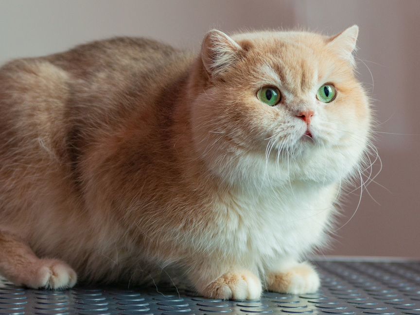 Голубой котик ау12