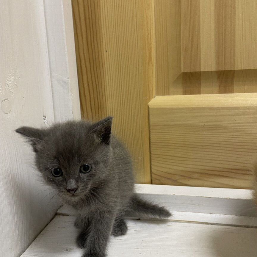 Дымчатый котёнок ищет дом