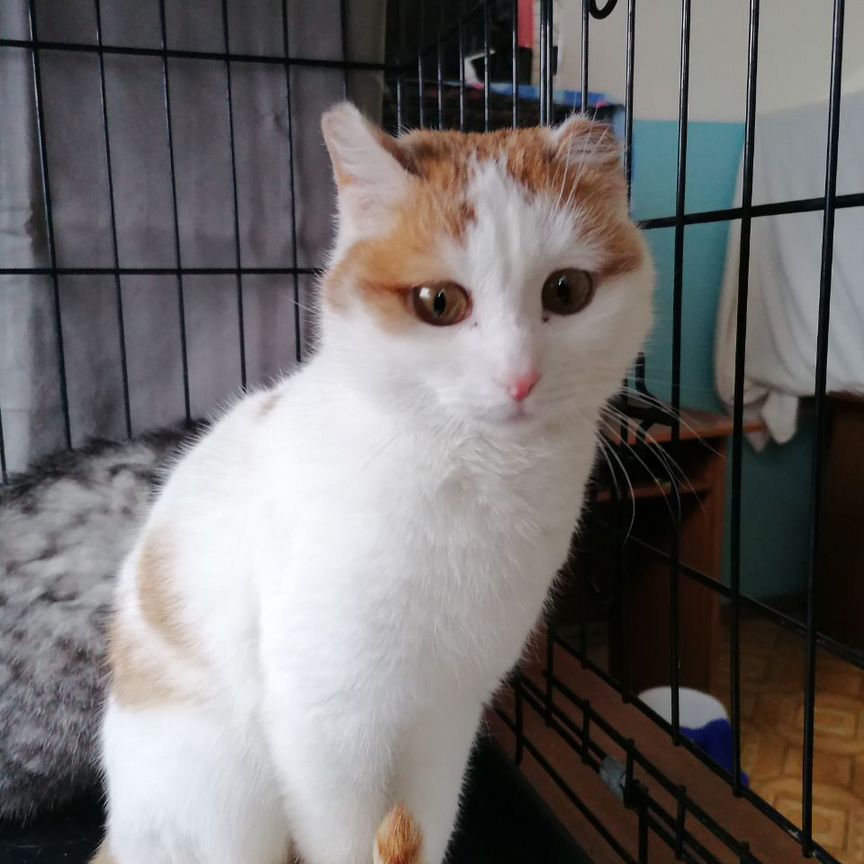 Взрослый кот в добрые руки