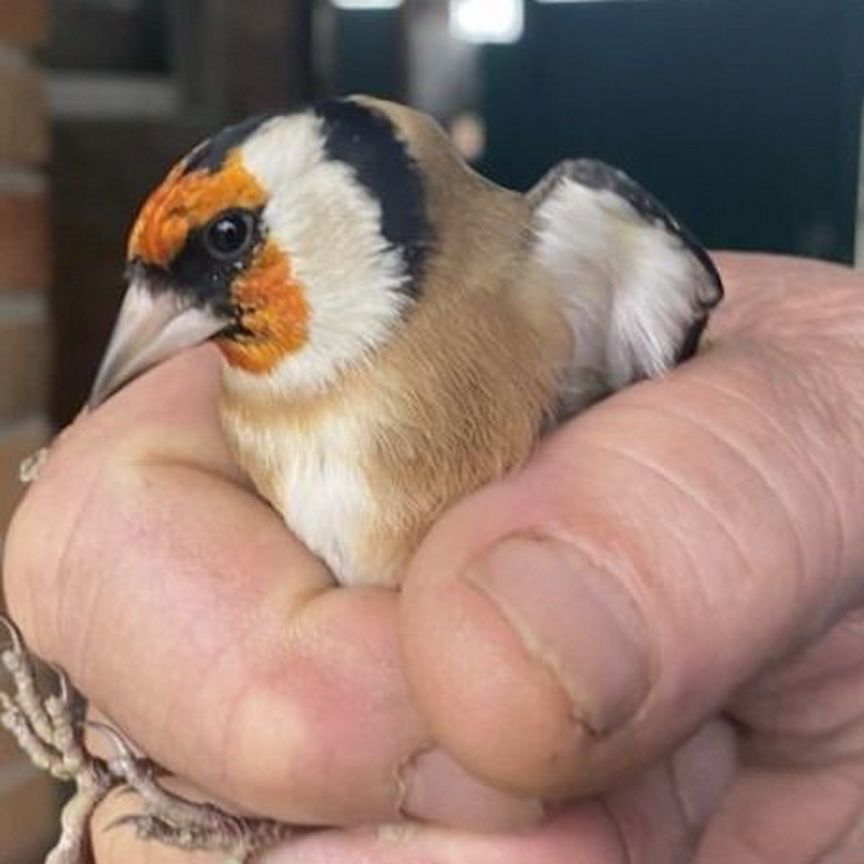 Репел, чиж, дубарь, щегол