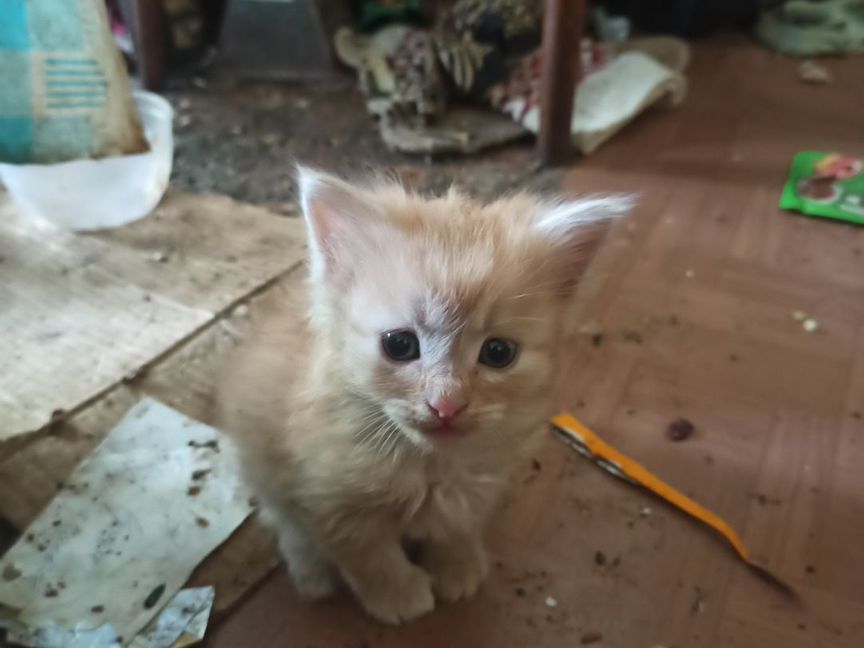 Котята (1 месяц)