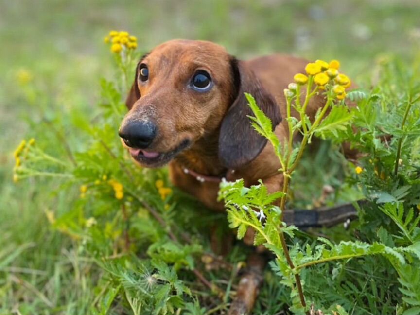 Карликовый Такс Тимон ищет жену