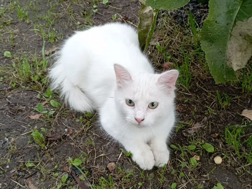 Белый котенок