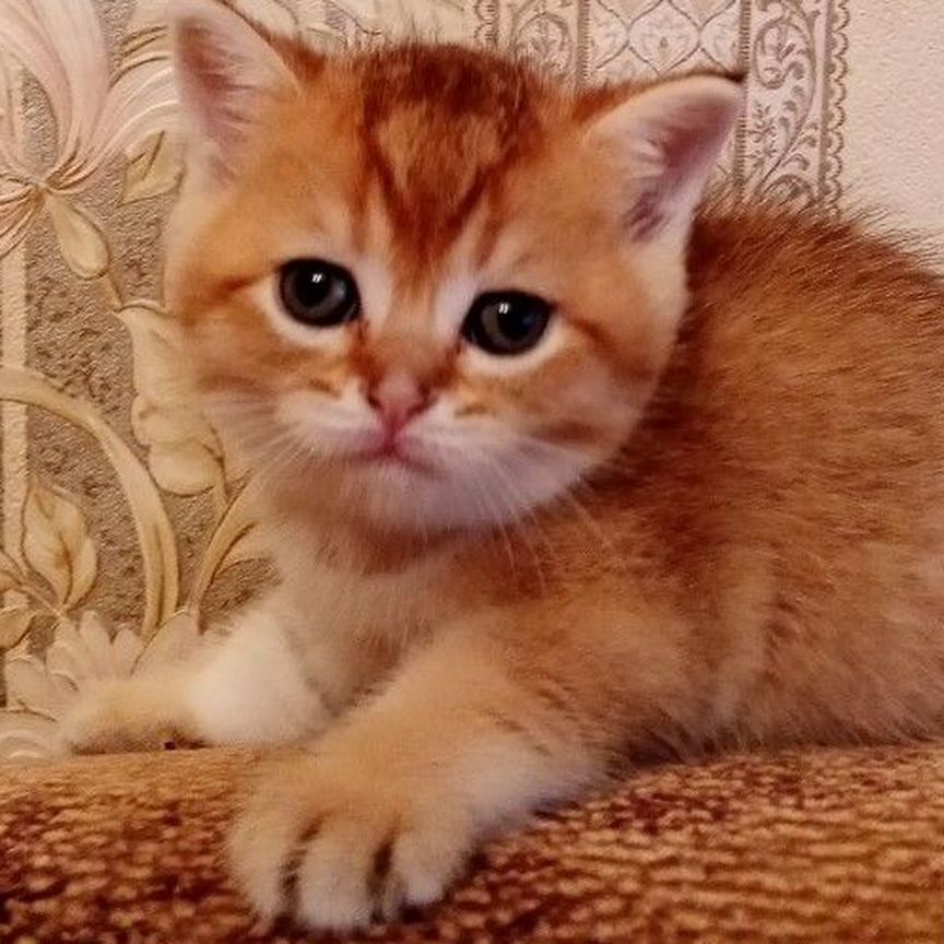 Шотландские яркие золотые плюшечки