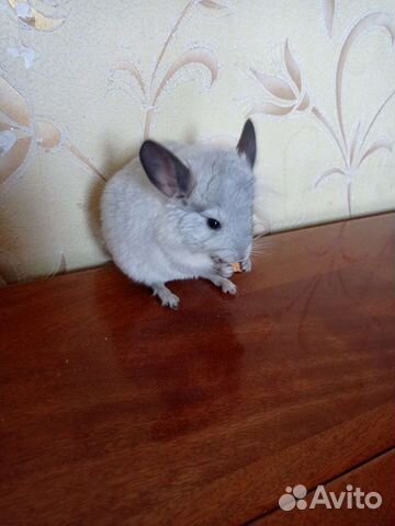 Шиншилла мальчик 3 месяца