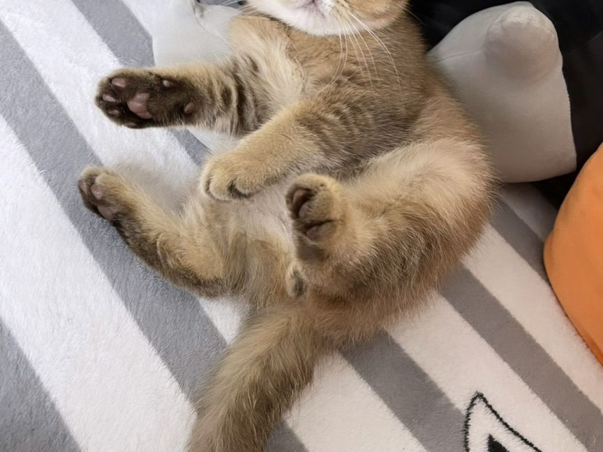 Шотландский котик