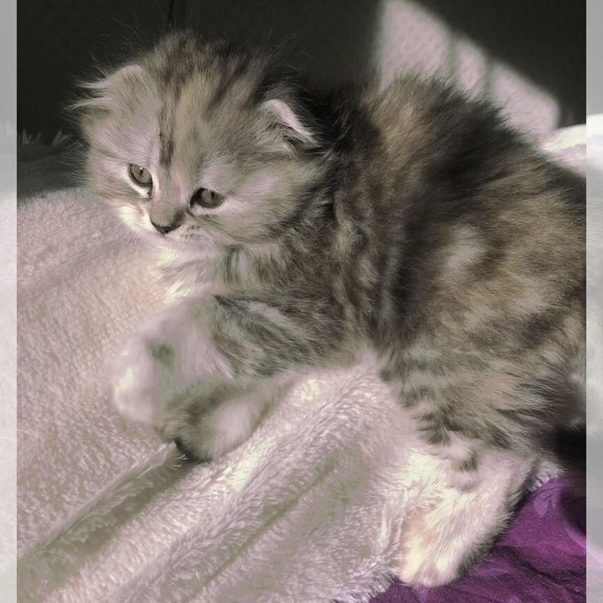 Шотландская Хайленд