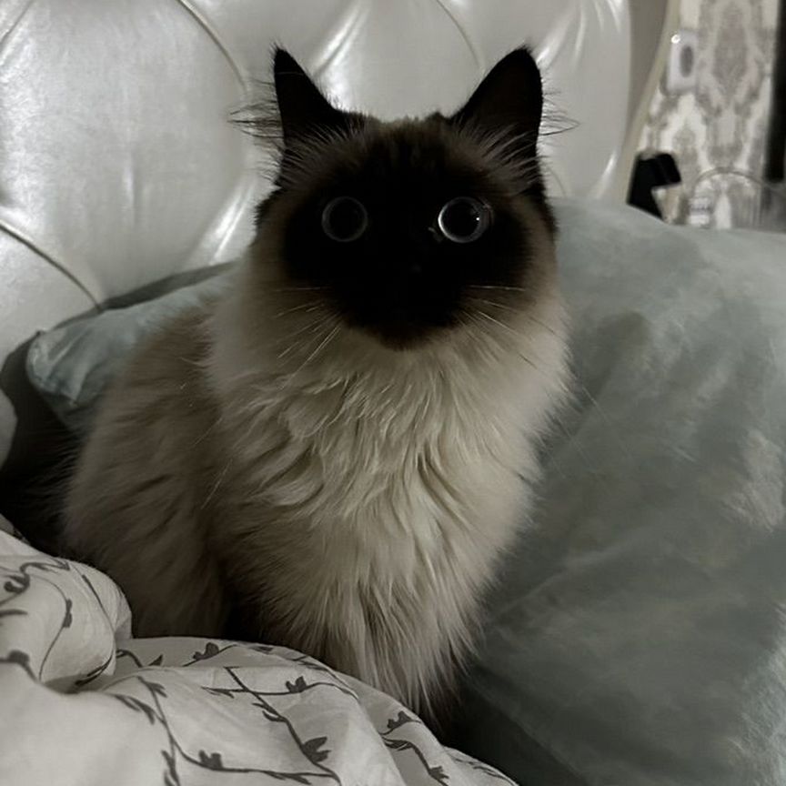 Сиамская, взрослая кошка