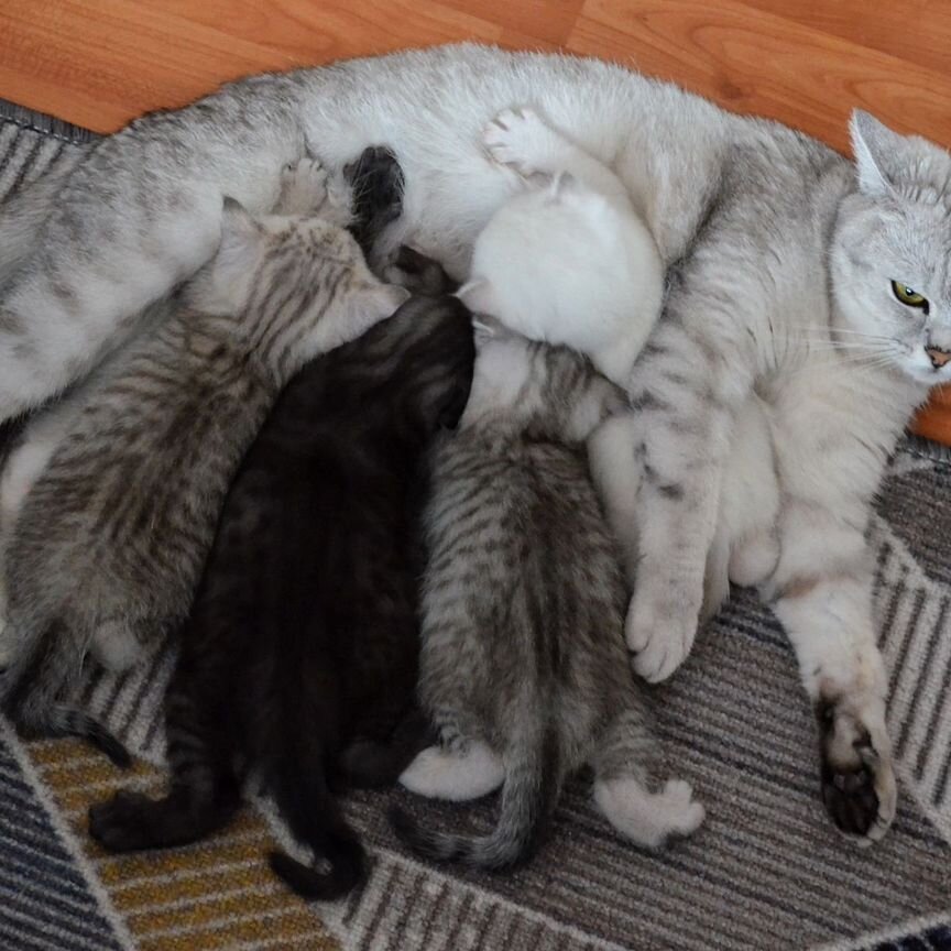 Шотландские котята