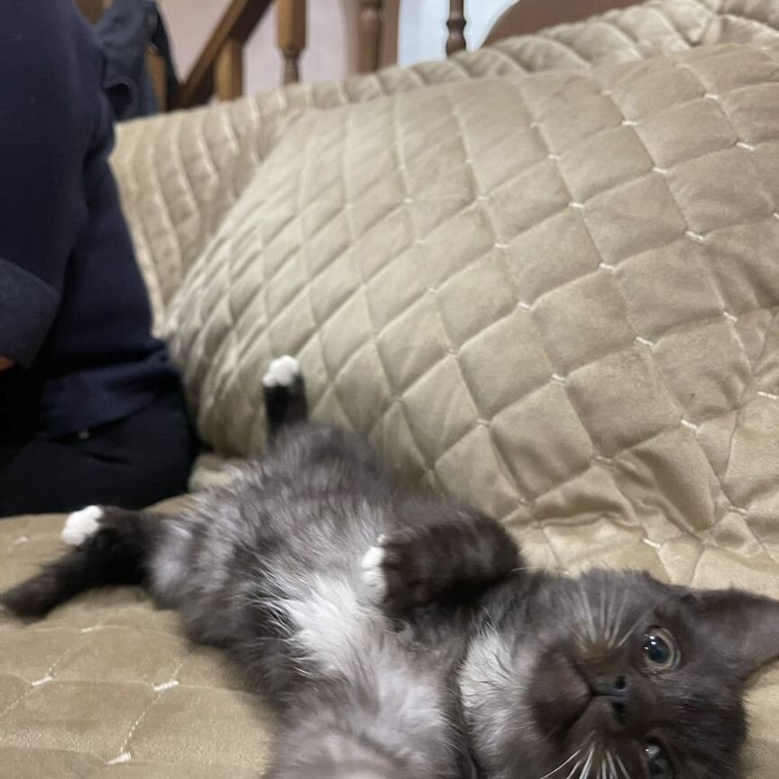 Котенок девочка в добрые руки