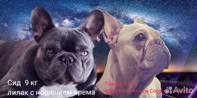 Мини французские бульдожки