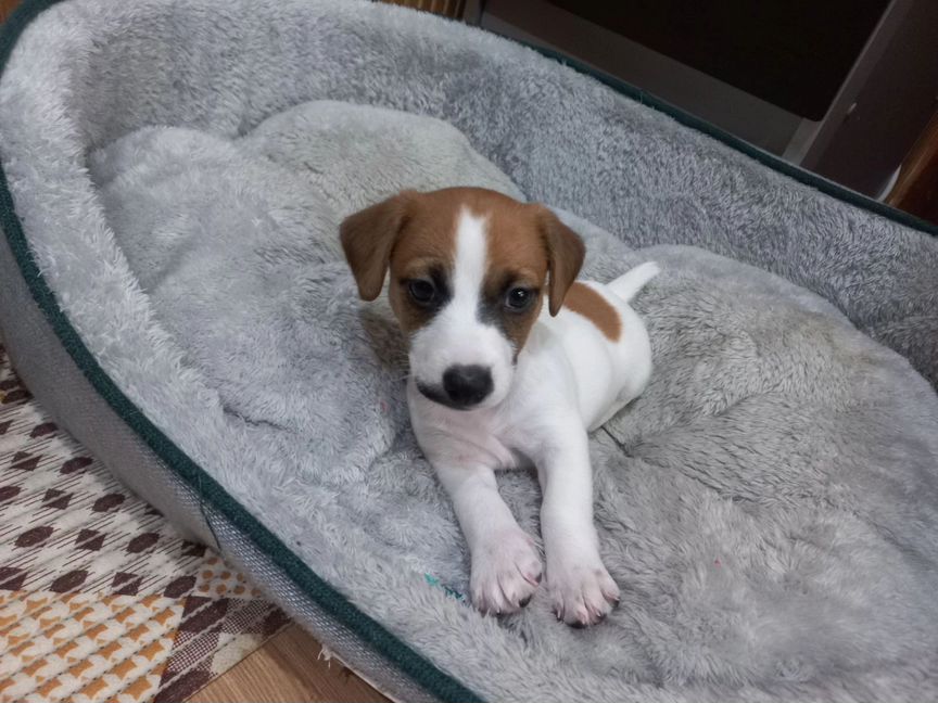 Джек Рассел терьер