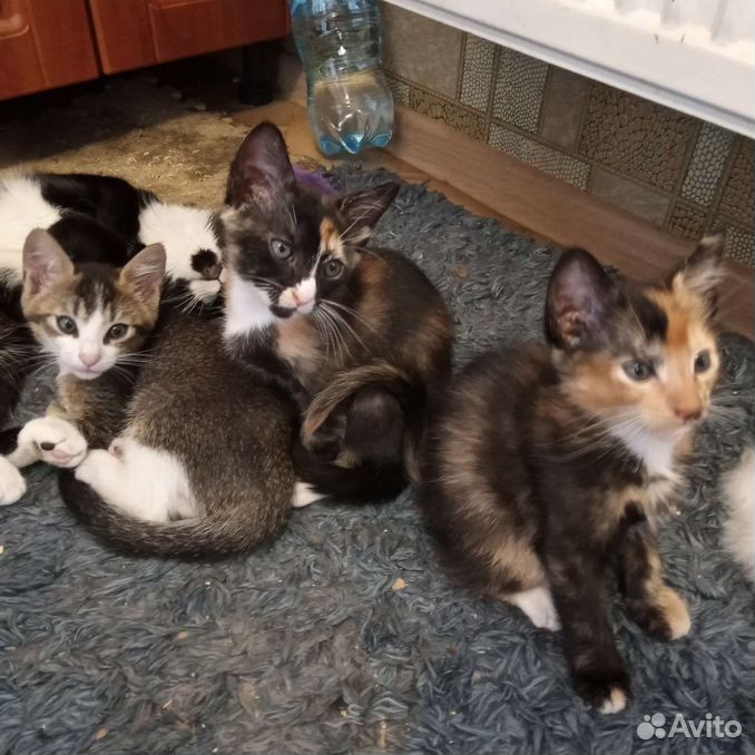 Отдам даром котят 2 месяца