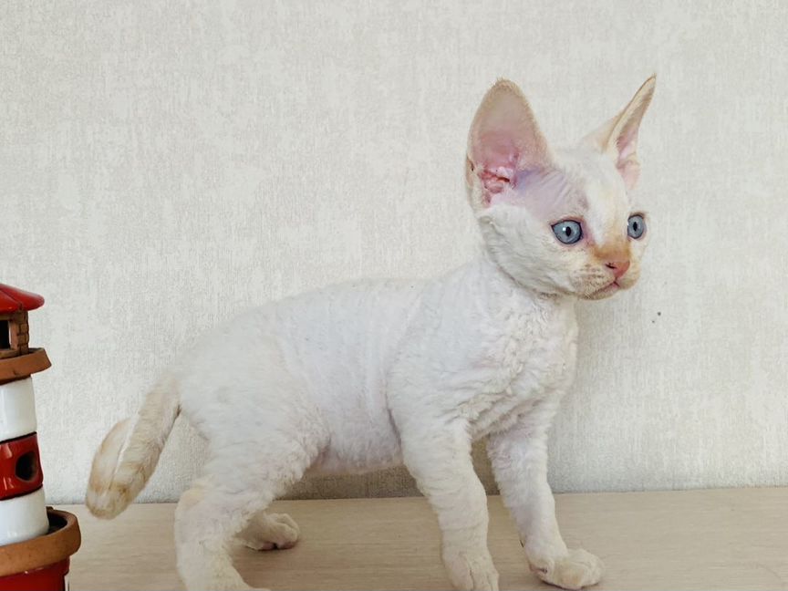 Голубоглазый девон-рекс