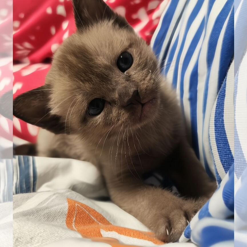 Европейский бурманский котёнок