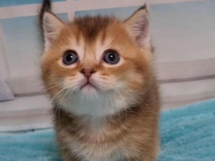 Шотландский манчкин