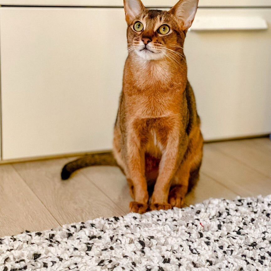 Абиссинский кот