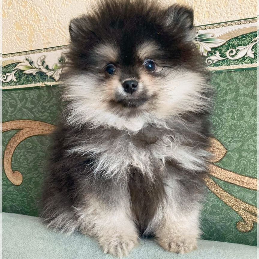 Померанский шпиц