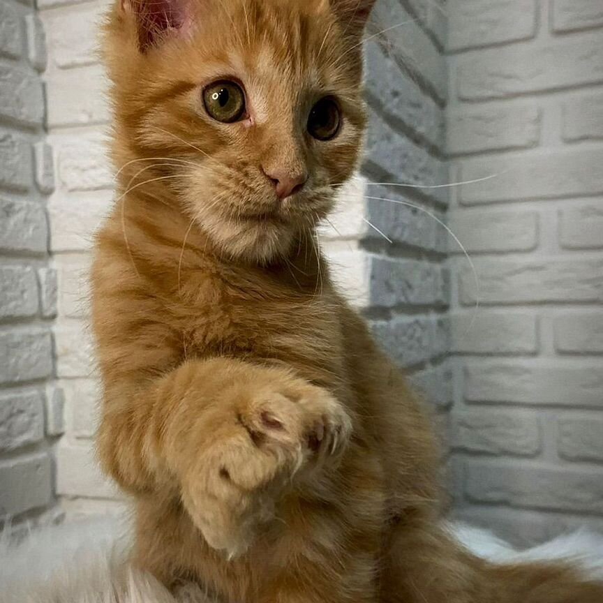 Котята Мейн-кун полидакт рыжий