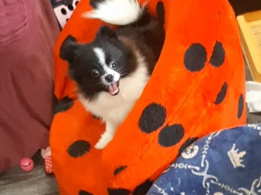 Панда Бой.Шпиц c видeo и доставкой