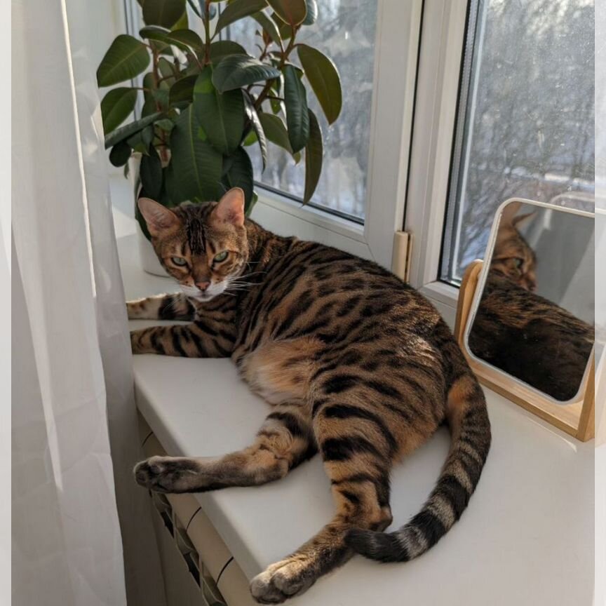 Бенгальская кошка в добрые руки