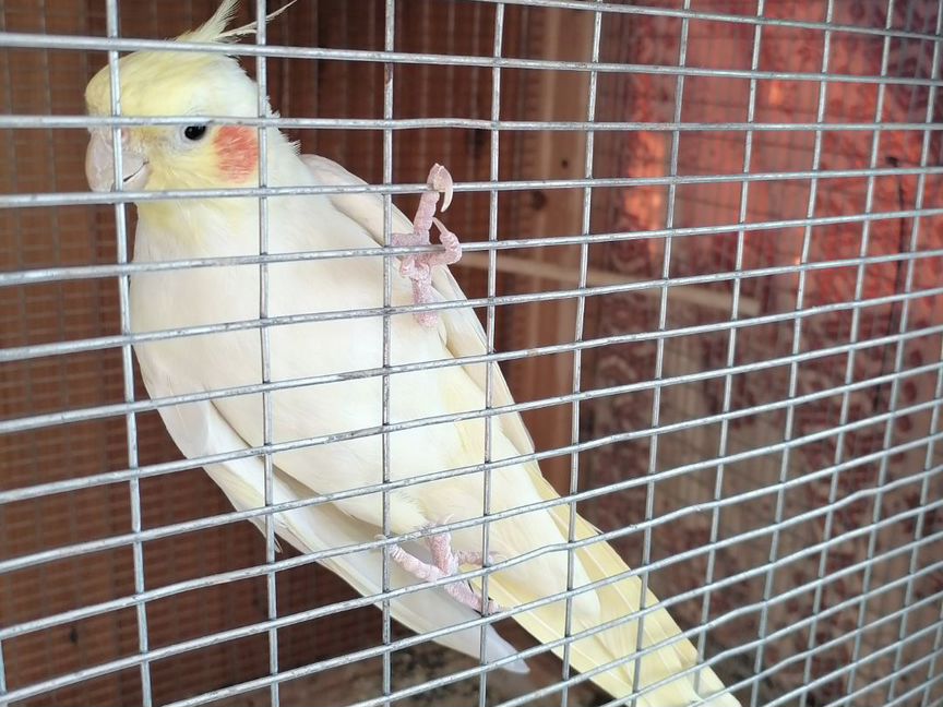 Попугай корелла