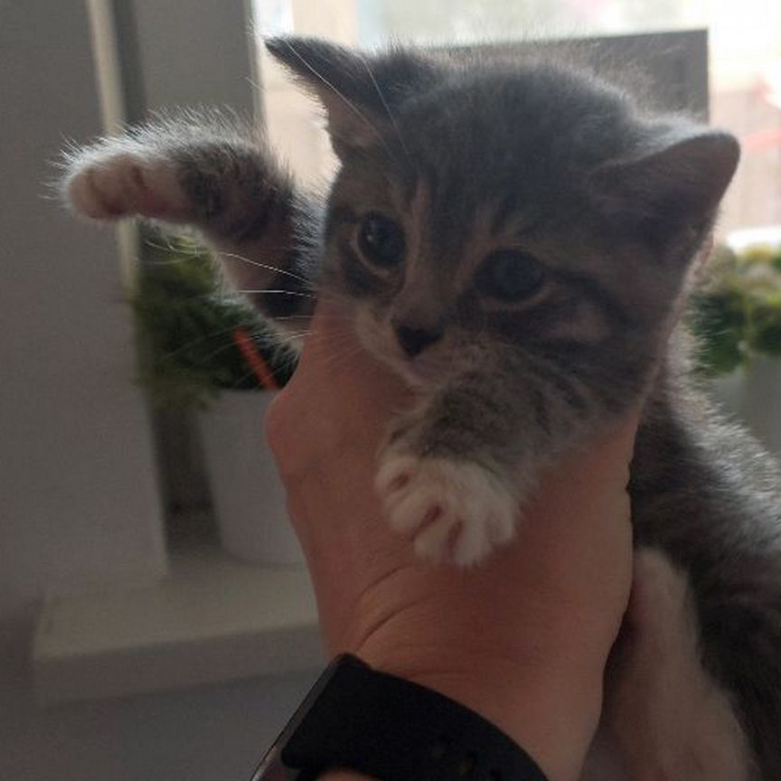 Дымчатый котенок девочка 1 месяц